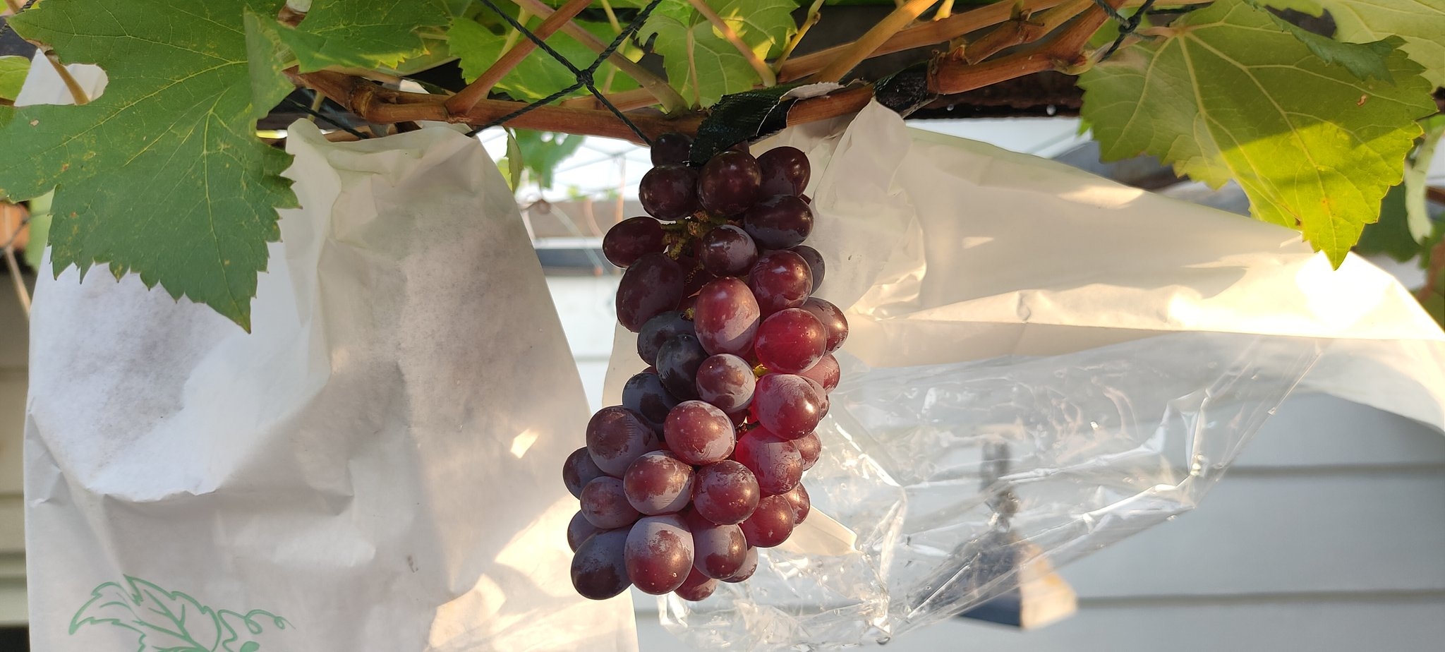 Anggur Jupiter, Si Manis yang Tak Serupa Namanya | Arif Iskandar ...